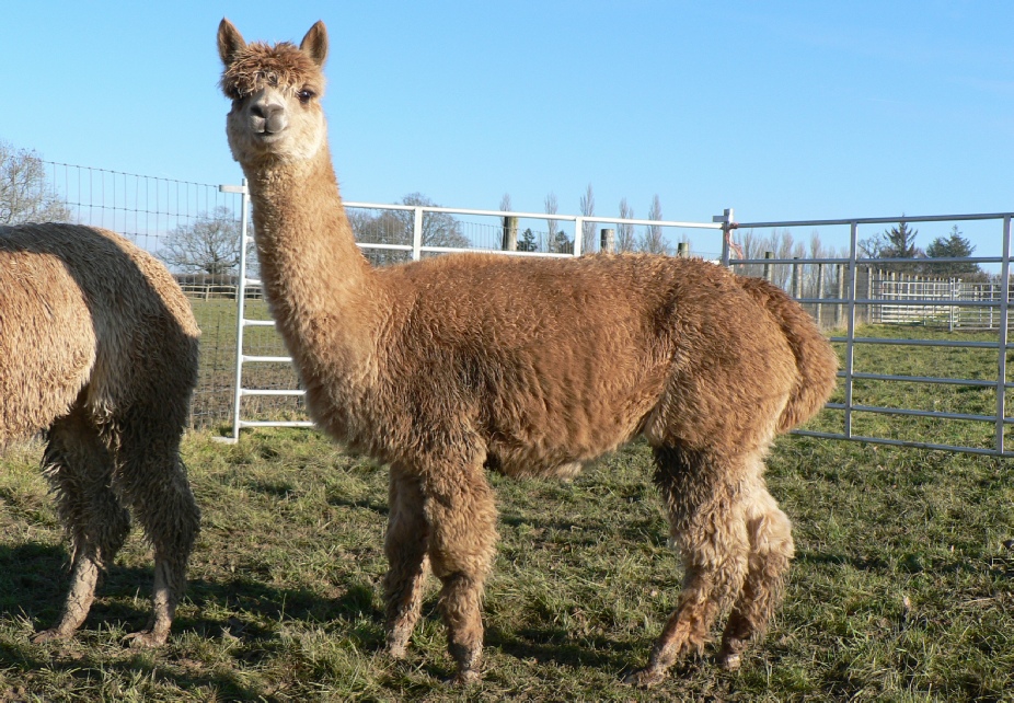 ALPACAS AT WEALDEN - Lot 1 - 18 Full size photos